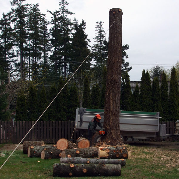 CR Tree Service – For more than 40 years, the friendly team at C R Tree ...